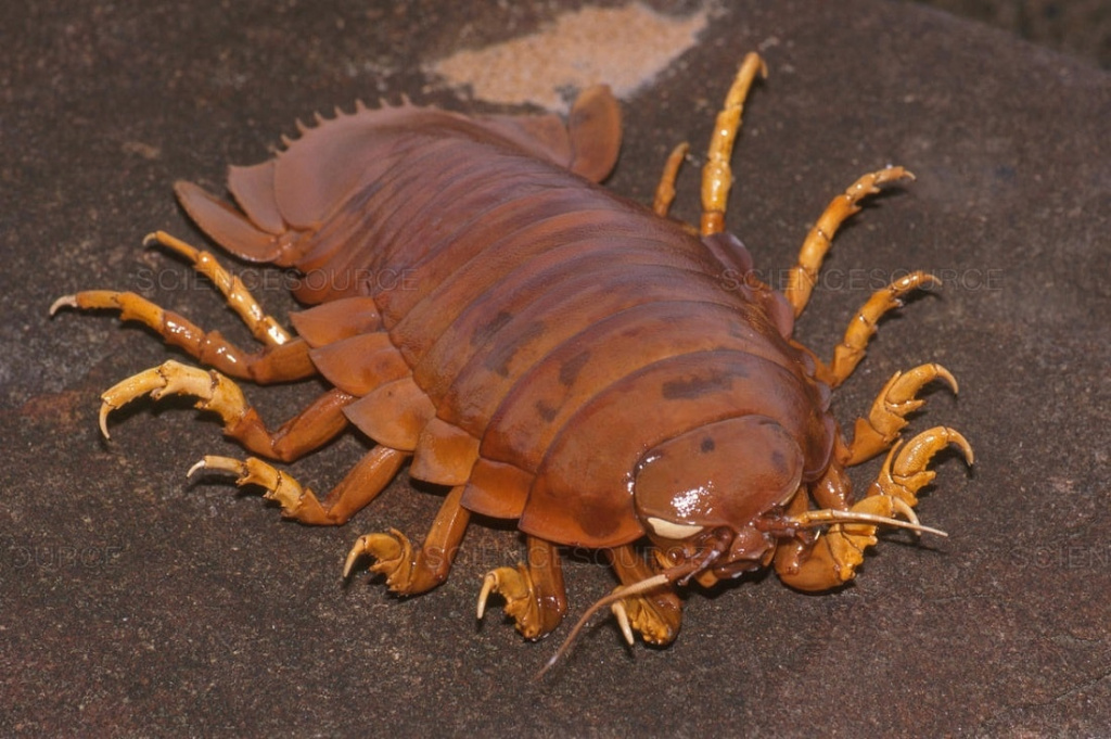 8 Largest Crustaceans An Online Magazine About Style Fashion